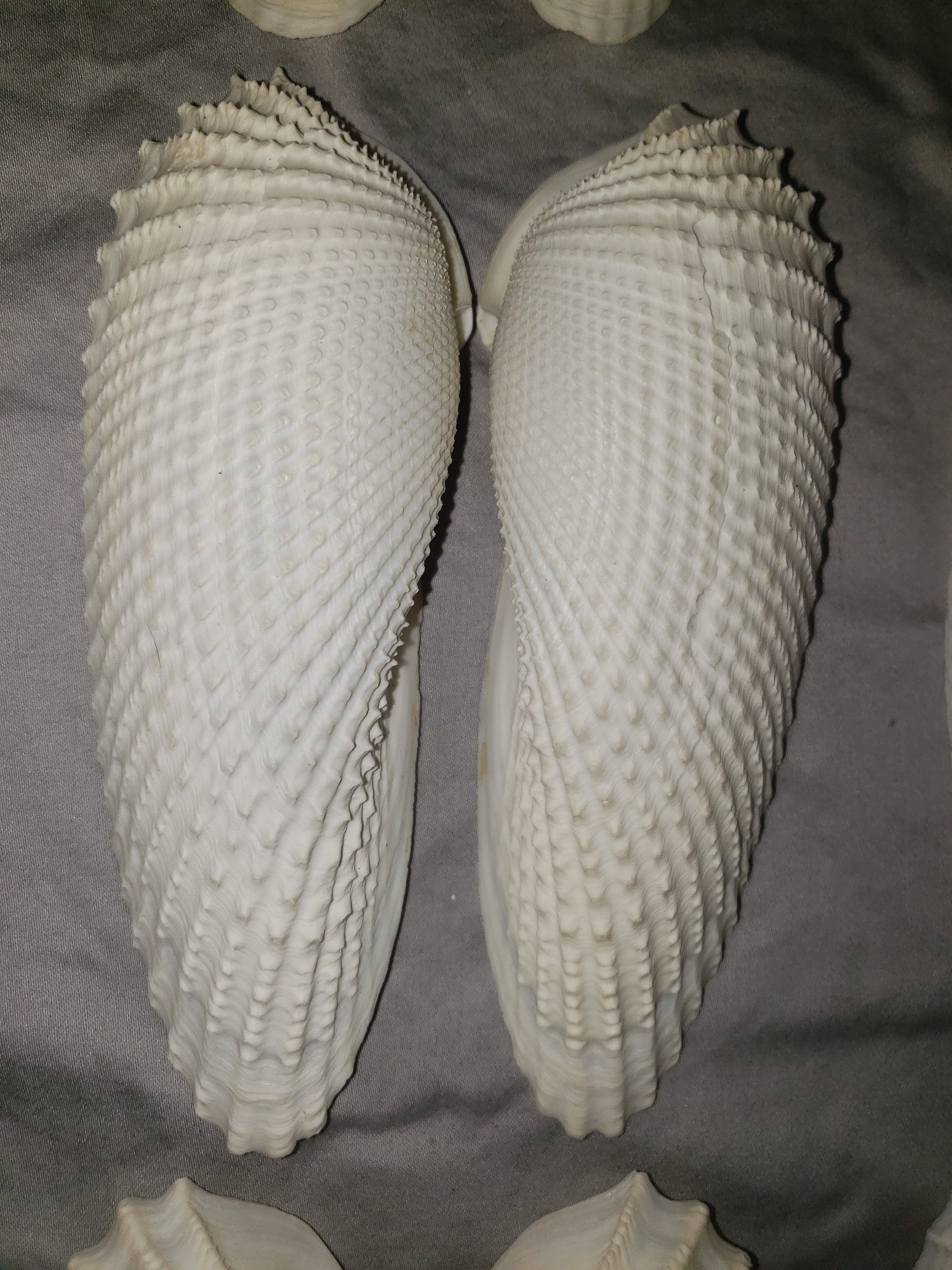 Angel Wing Shells, Beach Shells, Angel Wing Pairs - Etsy