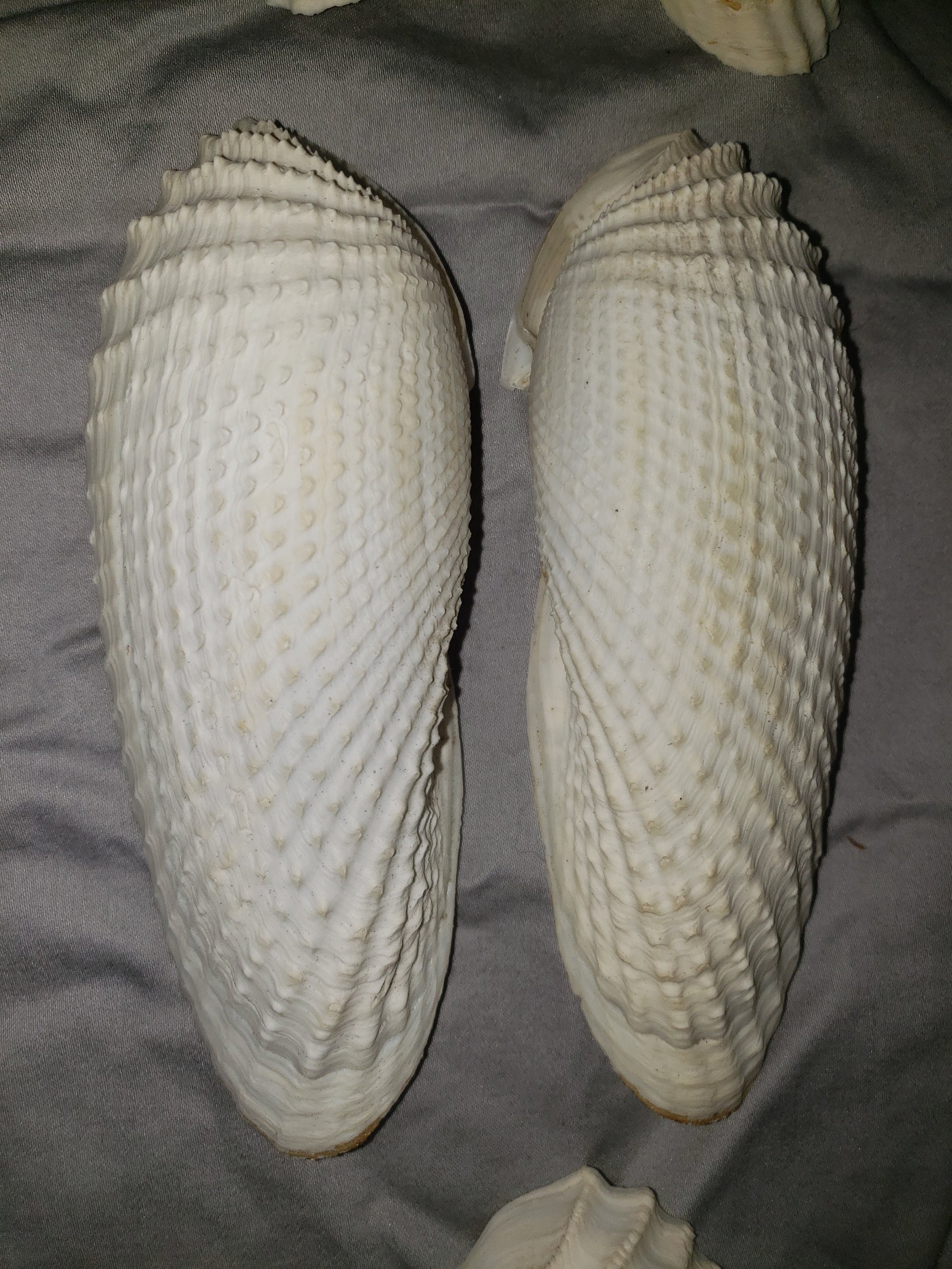 Angel Wing Shells, Beach Shells, Angel Wing Pairs - Etsy