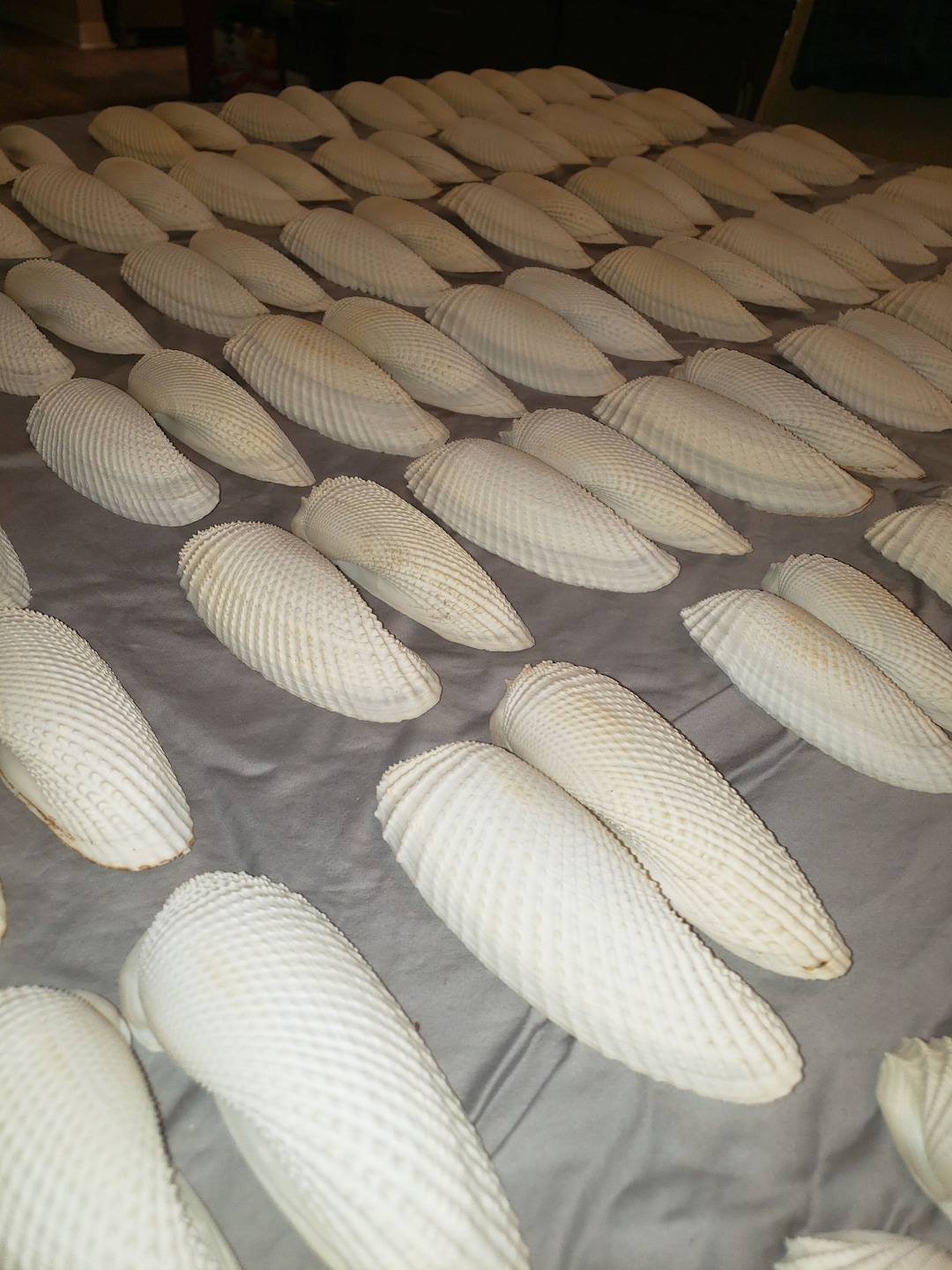 Angel Wing Shells, Beach Shells, Angel Wing Pairs - Etsy