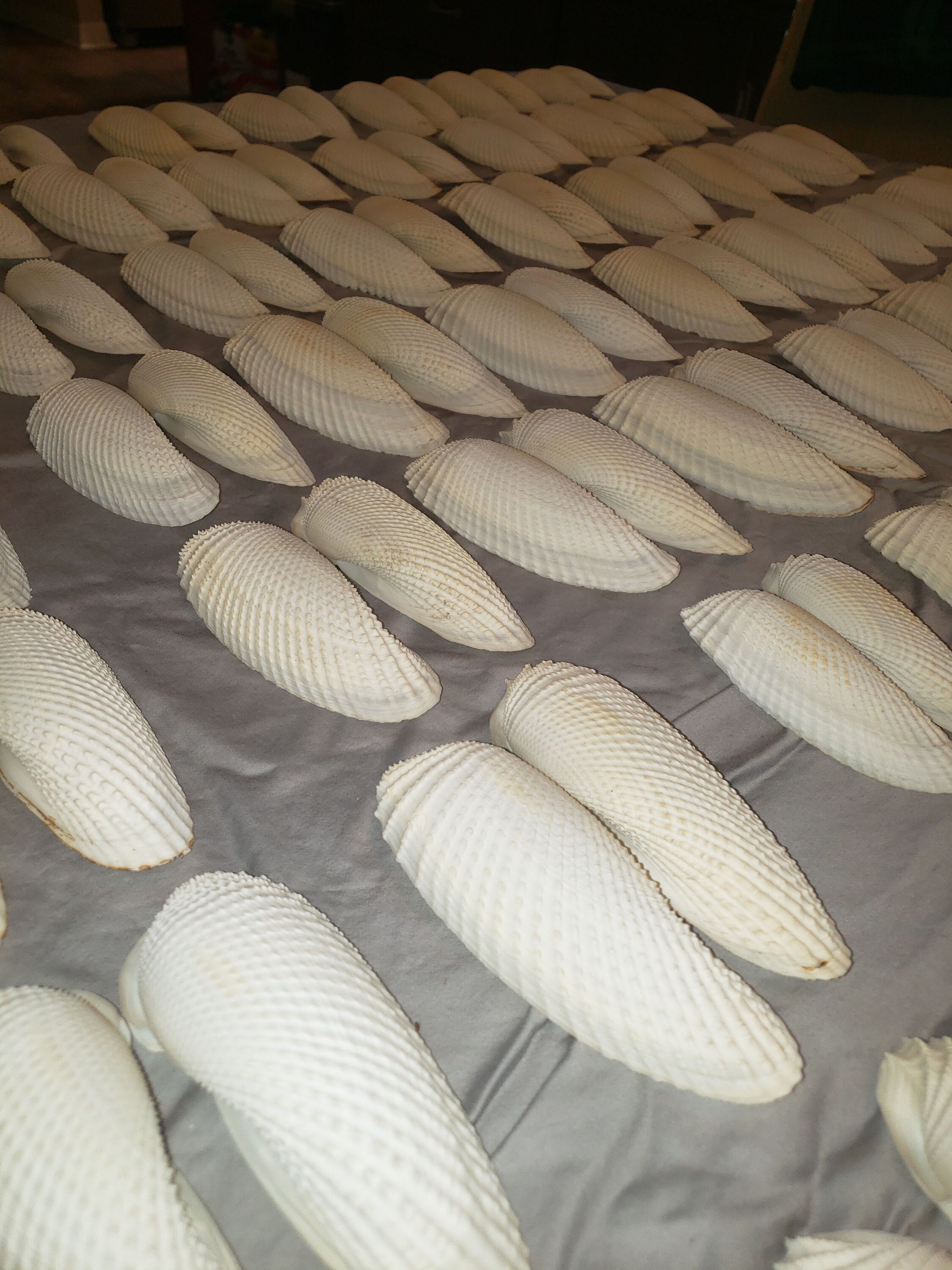 Angel Wing Shells, Beach Shells, Angel Wing Pairs - Etsy