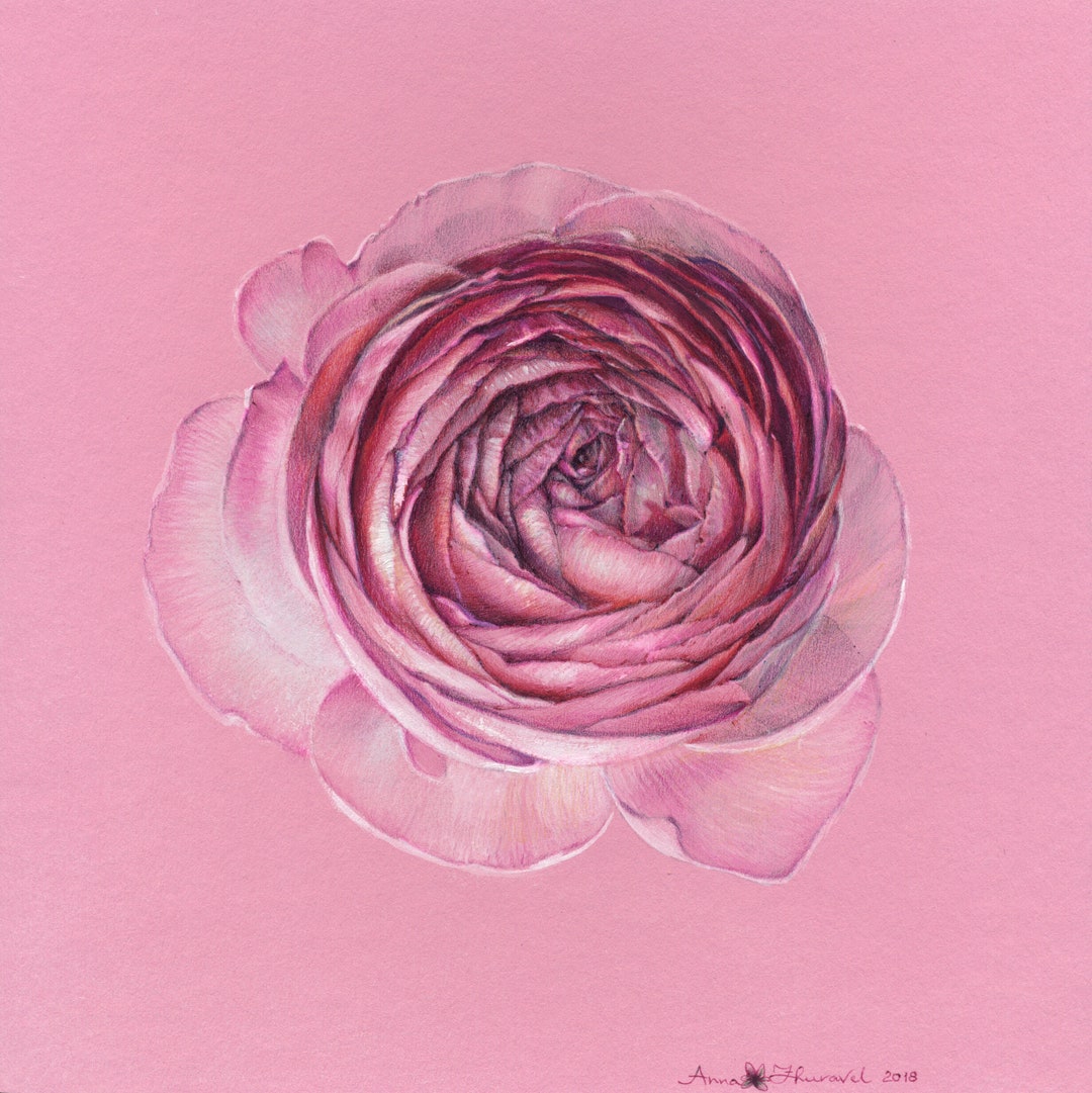 Original Hand-drawn Ranunculus Artwork Delicate Ballpoint Pen Flower ...