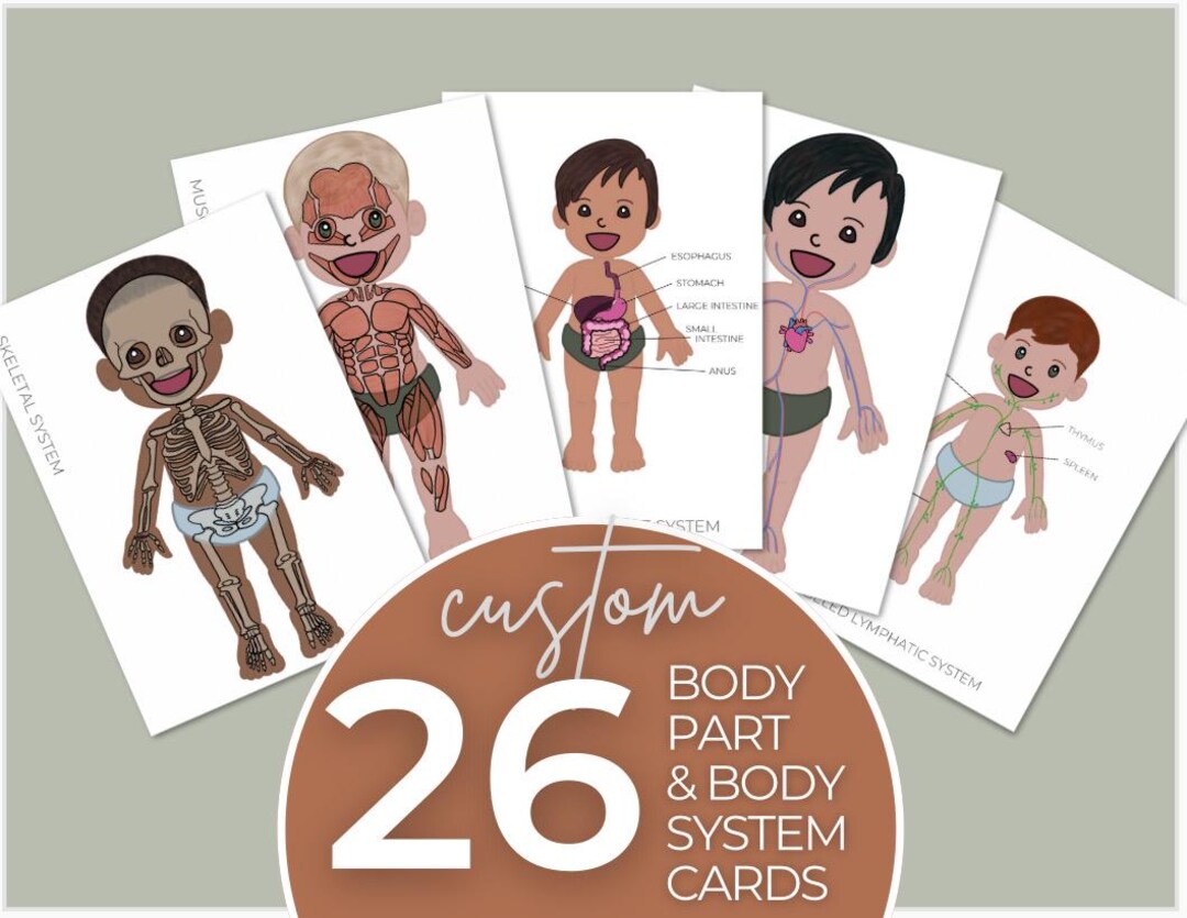 Personalized Boy Body Parts & Systems Cards 2 Guides Cards, Factual ...