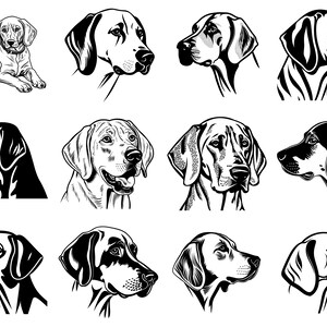 Labrador SVG Funny Labrador Retriever Lover Gifts Air Bud Marley and Me ...