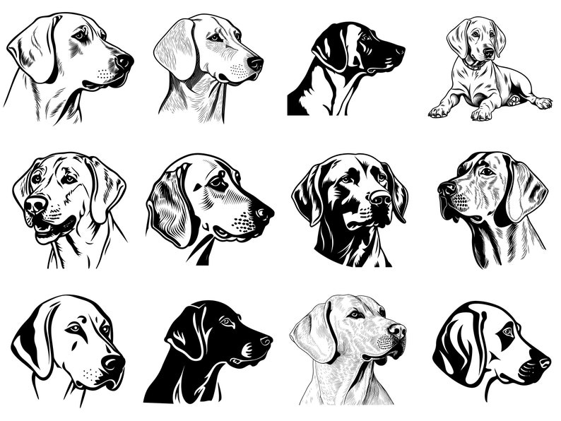 Labrador SVG Funny Labrador Retriever Lover Gifts Air Bud Marley and Me ...