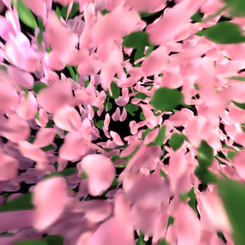 Pink Cherry Blossom 3D Transition | Sakura Blossom Stream Stinger Transition | Through Petals ...