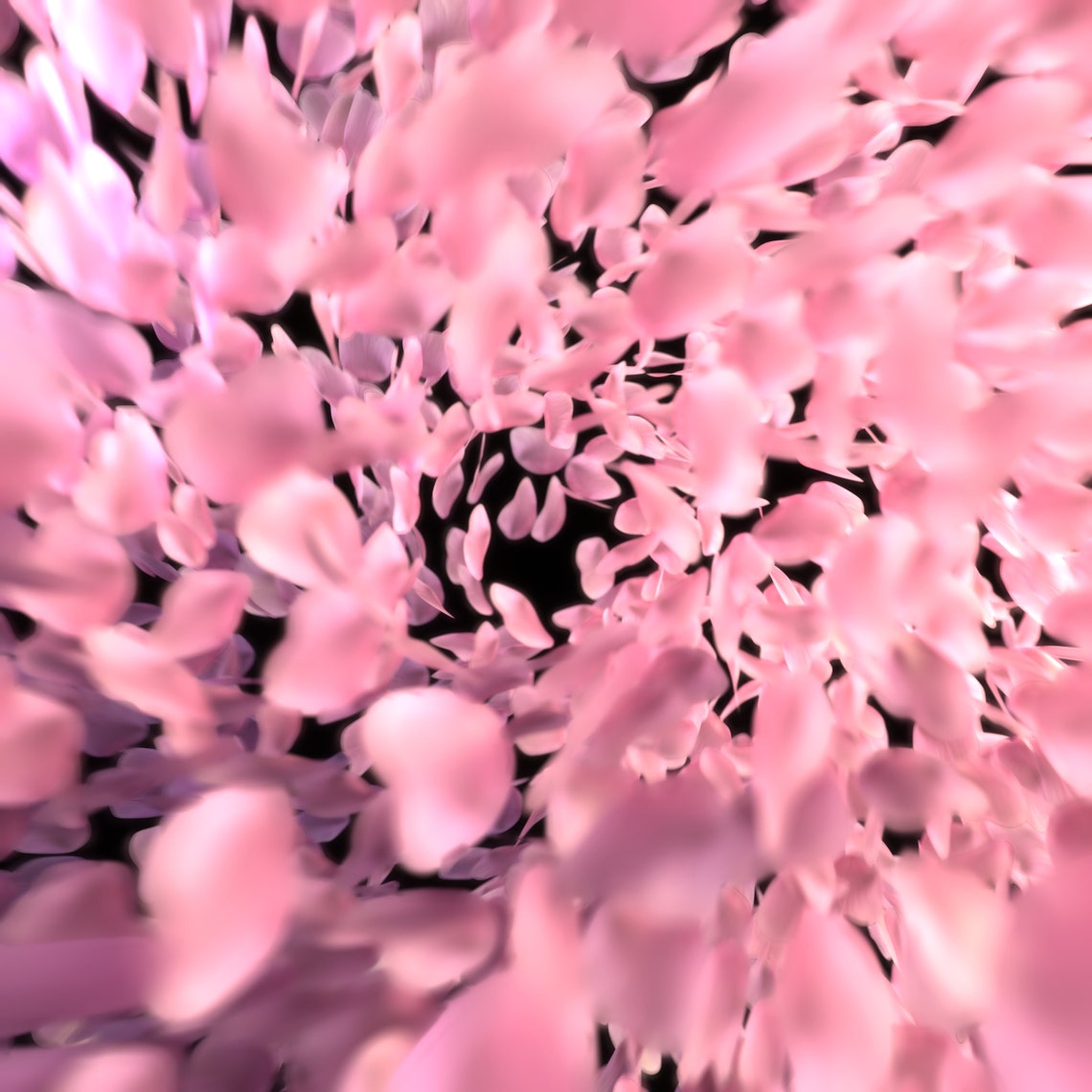 Pink Cherry Blossom 3D Transition | Sakura Blossom Stream Stinger ...