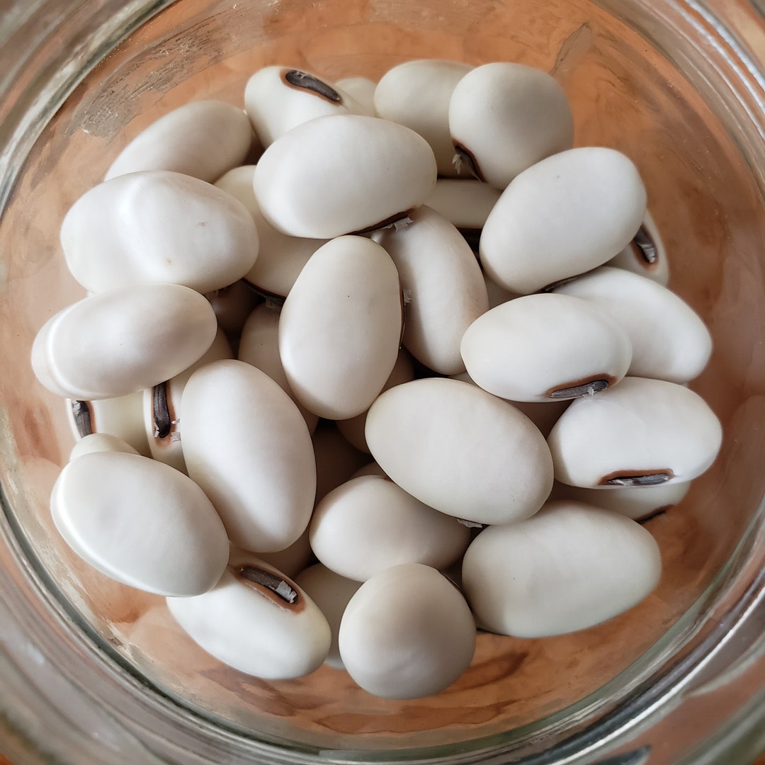 15 White Jack Bean Seeds - Etsy