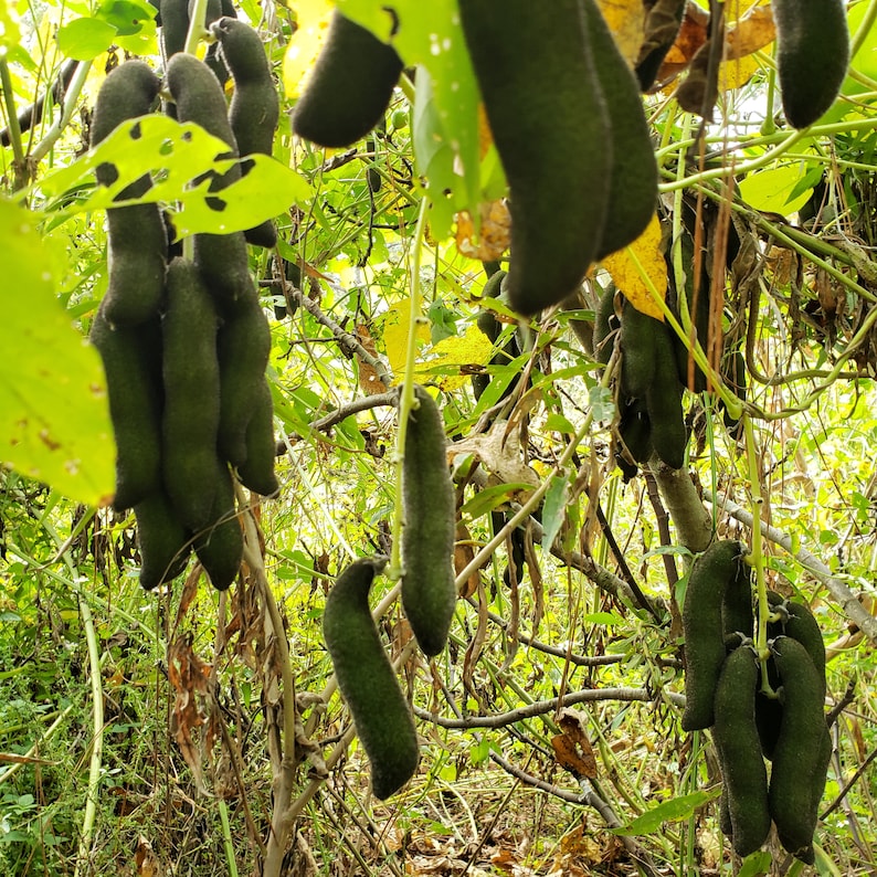 Velvet Bean Seeds - Etsy