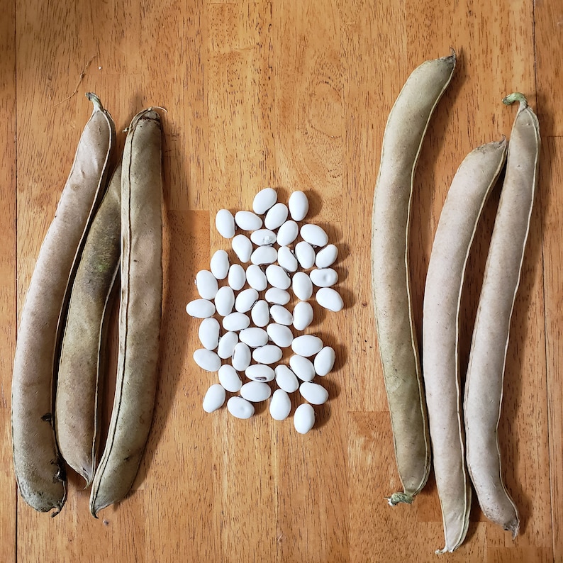 15 White Jack Bean Seeds - Etsy