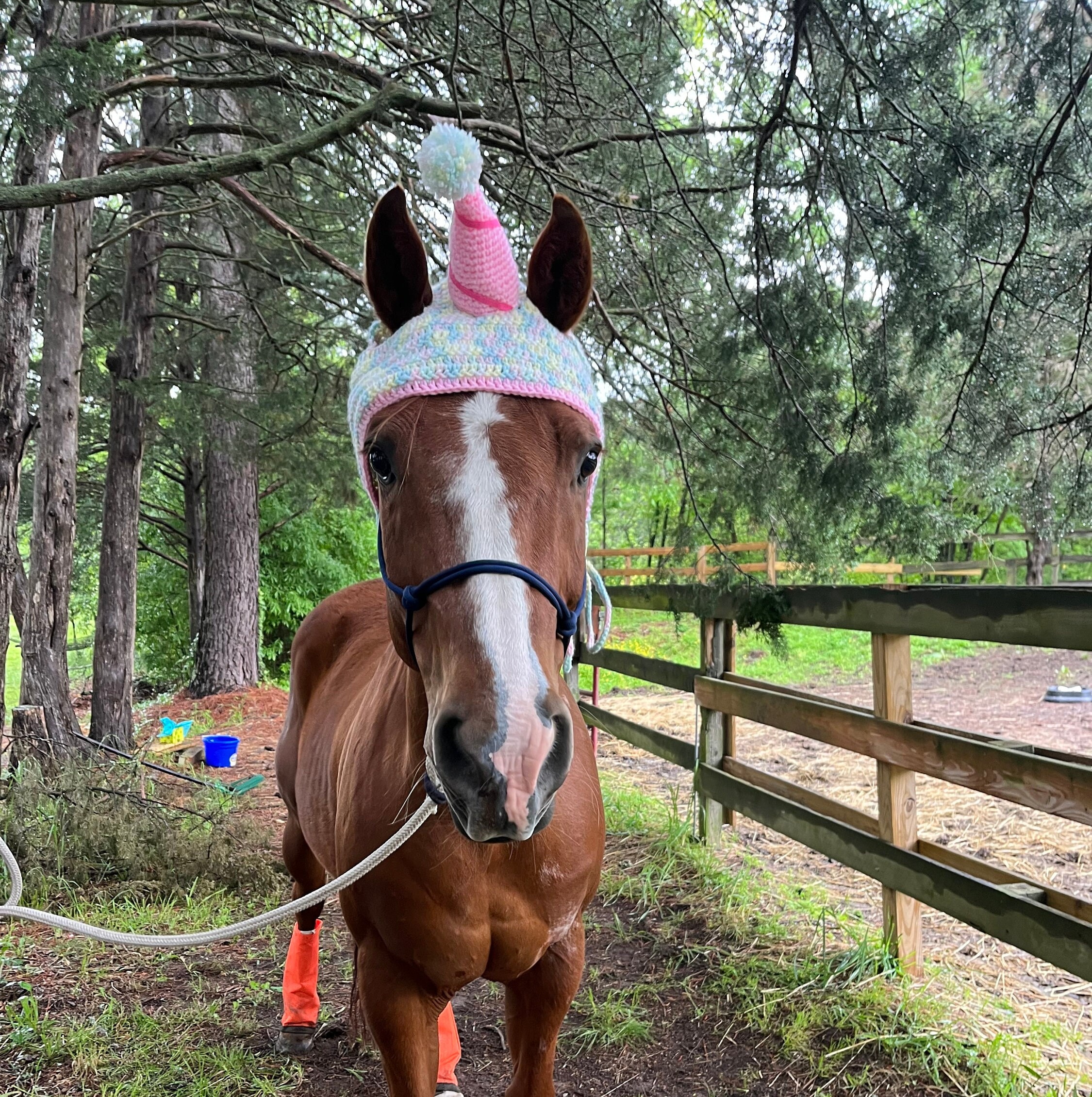 Horse Birthday Hat - Etsy