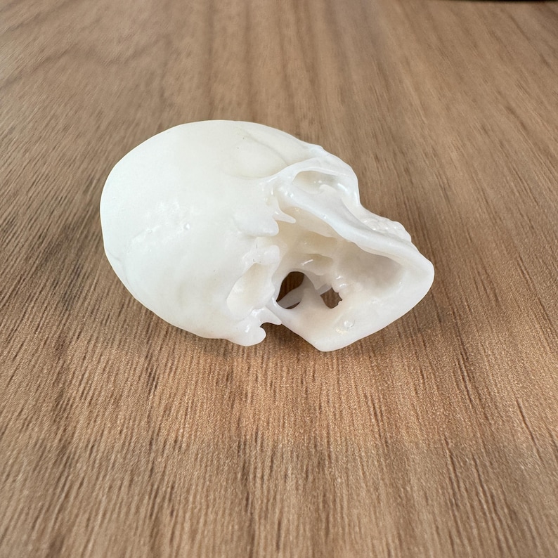 Realistic Looking 1:6 Scale Miniature Human Skull - for Horror Diorama ...