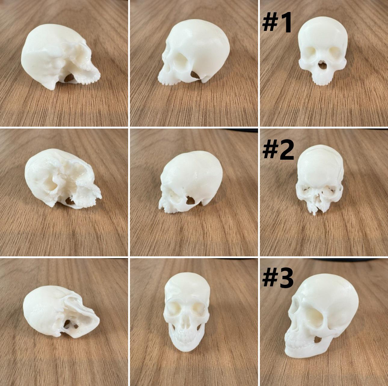 Realistic Looking 1:6 Scale Miniature Human Skull - for Horror Diorama ...