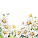Floral Border Watercolor Clipart, 10 JPG, Digital Paper Craft, Daisies ...
