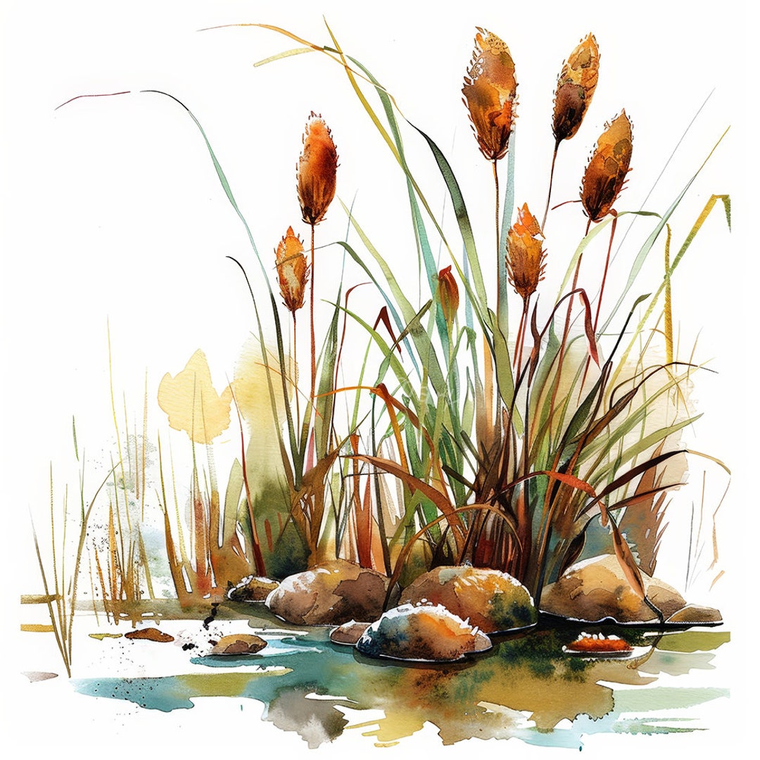 Watercolor Cattail Clipart, 11 Jpg, Digital Download, Rushes, Aquatic ...