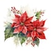 Christmas Poinsettia Clipart, 12 Jpg, Watercolor Clipart, Card Making ...