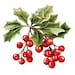 Christmas Mistletoe Clipart, 10 Jpg, Watercolor Clipart, Card Making ...