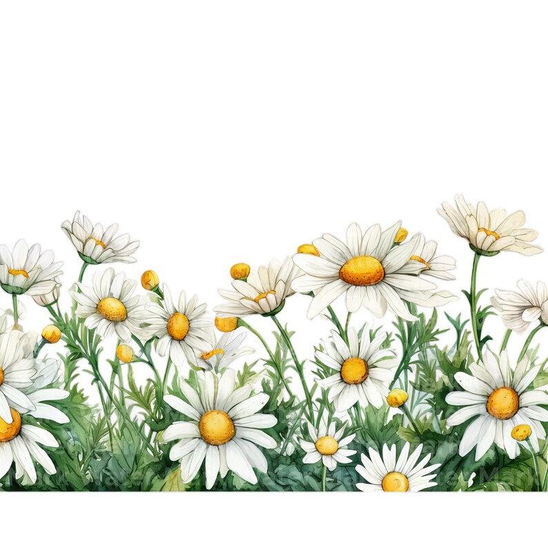 Watercolor Daisy Border Clipart: Floral Card Making (digital Download ...