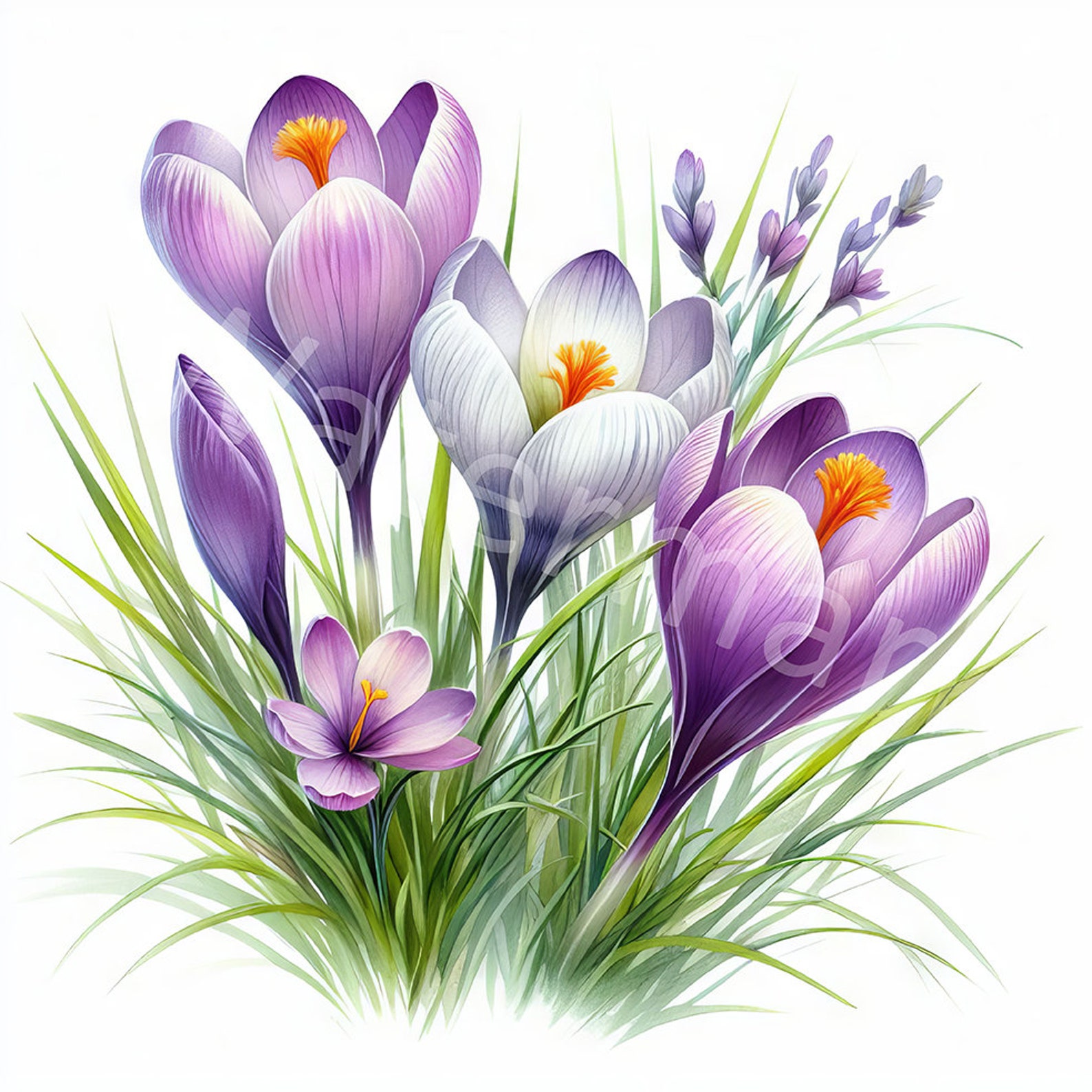 Crocus Flowers Watercolor Clipart, 11 Jpg, Digital Download, Digital ...