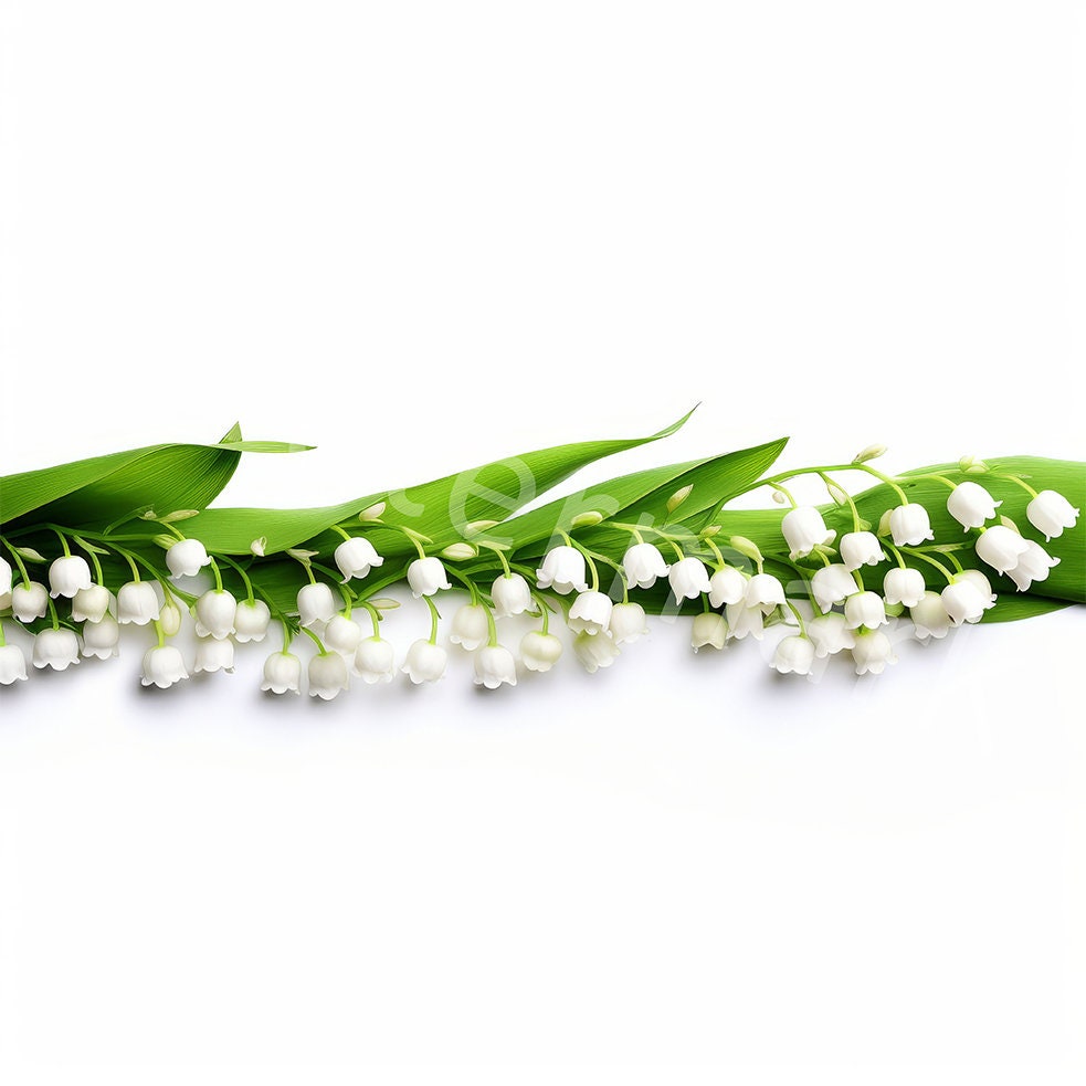 Lily of the Valley Flowers Border Clipart, 12 JPG, Digital Download ...