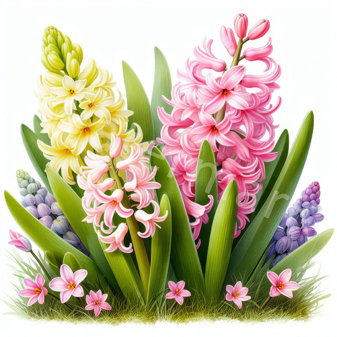 Watercolor Hyacinth Flowers Clipart: Digital Paper Craft (digital ...