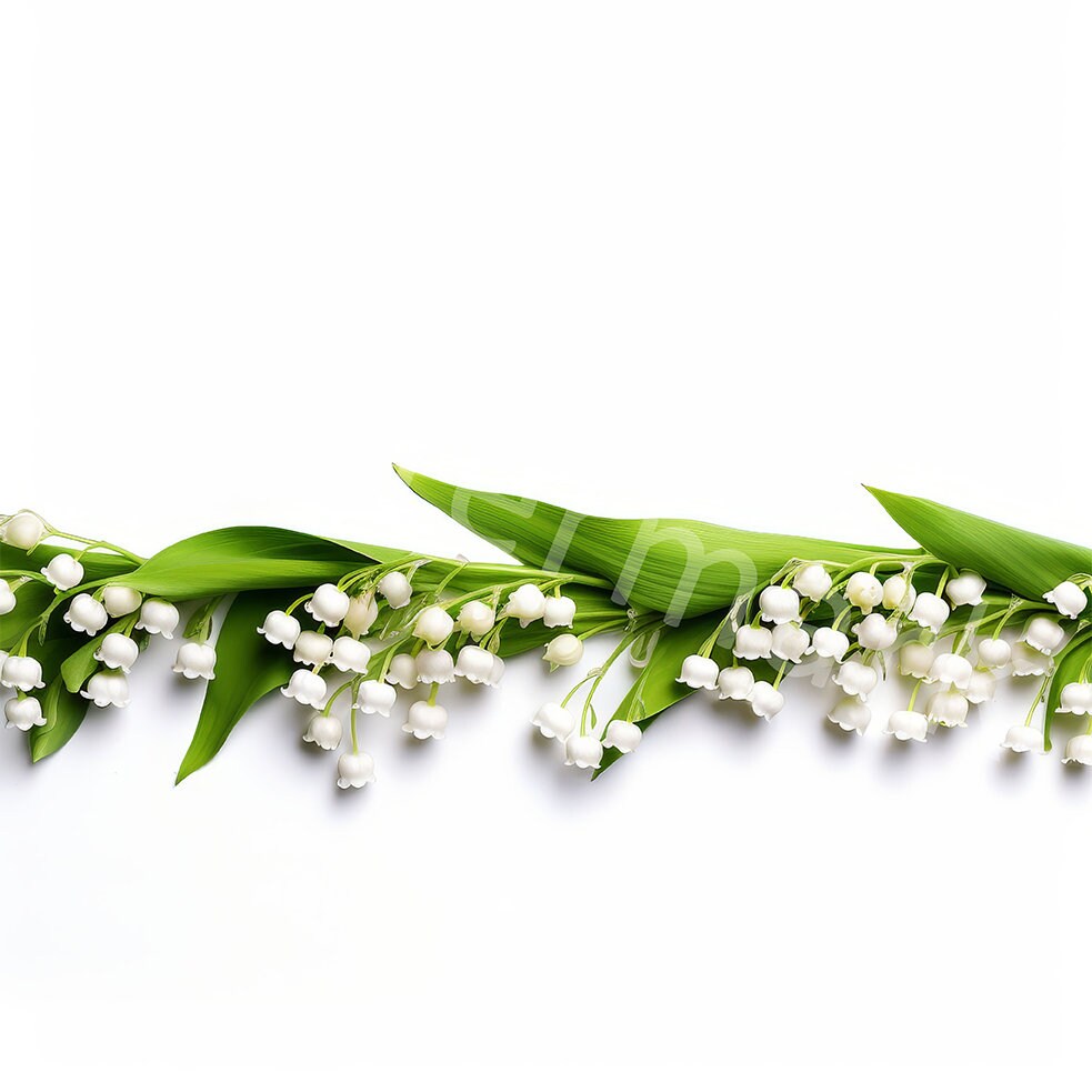 Lily of the Valley Flowers Border Clipart, 12 JPG, Digital Download ...