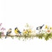 Watercolor Birds Border Clipart, 13 JPG, Digital Download, Digital ...