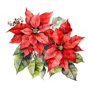Christmas Poinsettia Clipart, 12 Jpg, Watercolor Clipart, Card Making ...