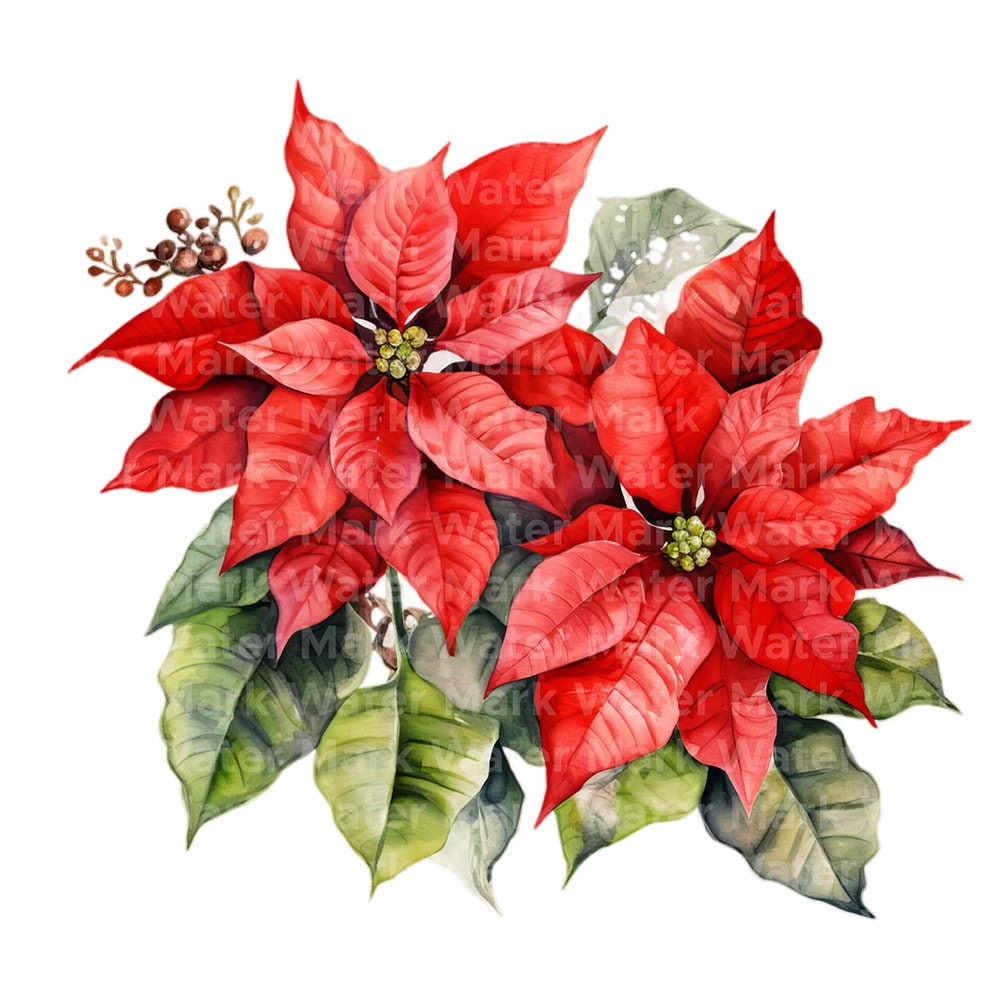 Christmas Poinsettia Clipart, 12 Jpg, Watercolor Clipart, Card Making ...