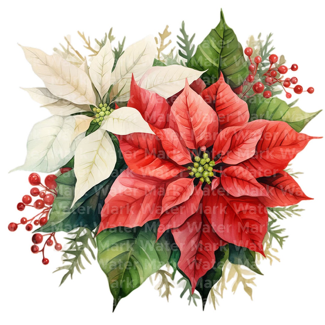 Christmas Poinsettia Clipart, 12 Jpg, Watercolor Clipart, Card Making ...