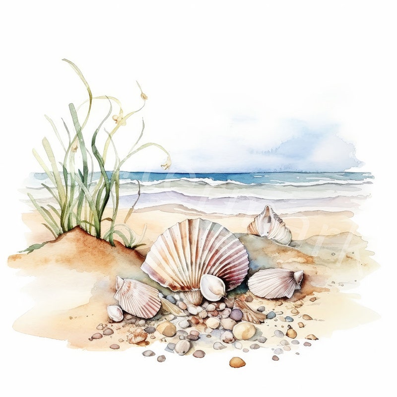 Shell Clipart - Etsy