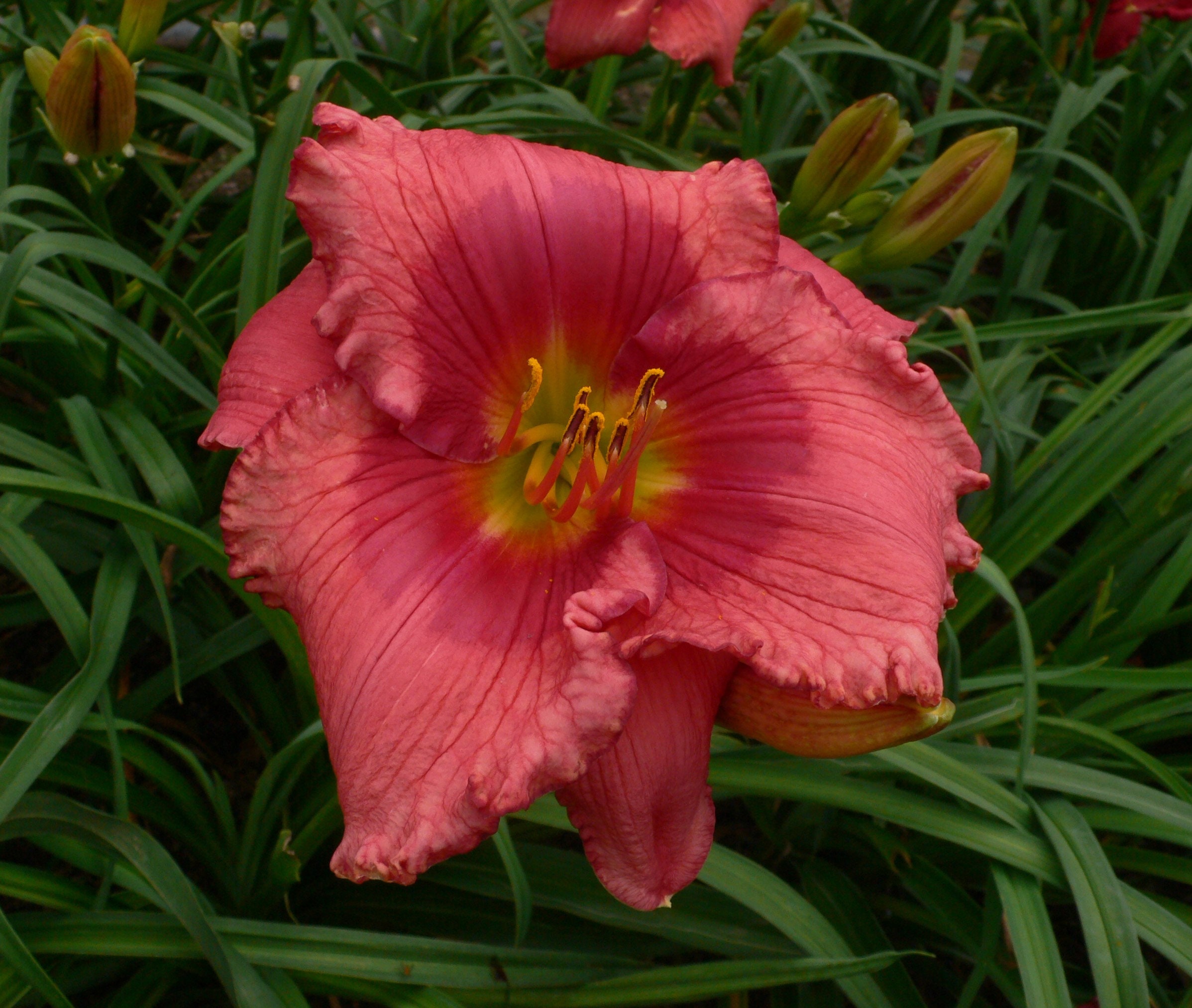 LESLIE'S KISS - Daylily Bare Root Live Plant (double Fan) New 2024 ...