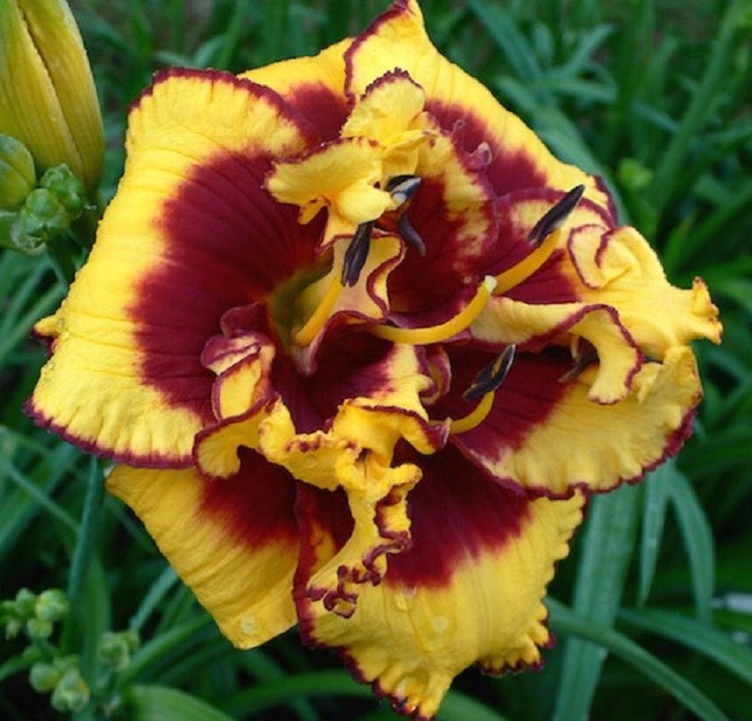 BOOM BOOM KABLOOM - Daylily Bare Root Live Plant (double Fan) - Etsy