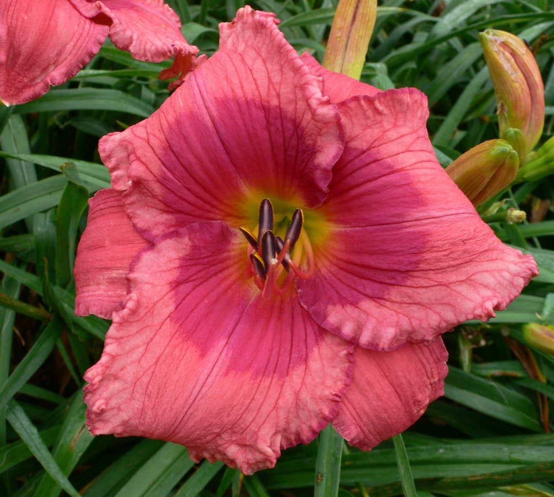 LESLIE'S KISS - Daylily Bare Root Live Plant (double Fan) New 2024 ...