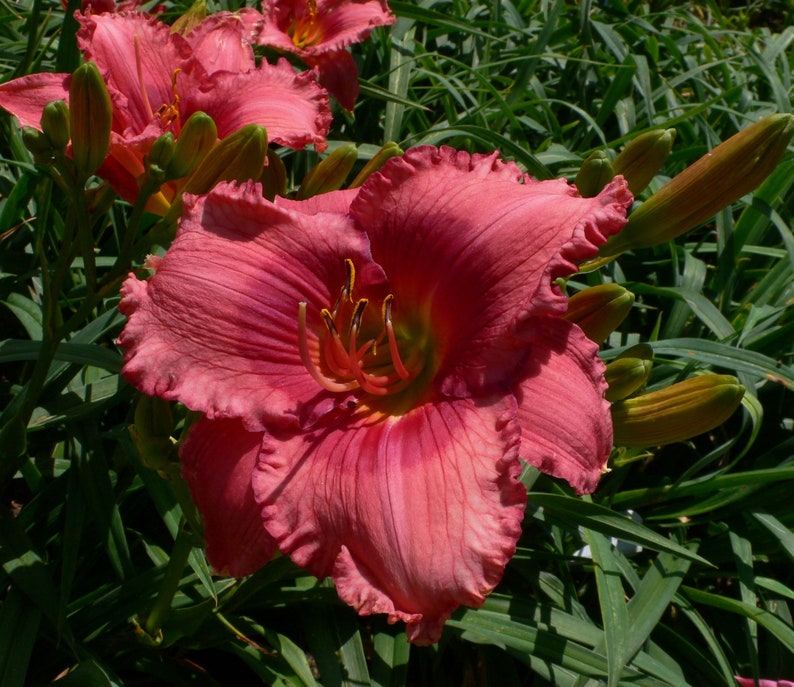 LESLIE'S KISS - Daylily Bare Root Live Plant (double Fan) New 2024 ...