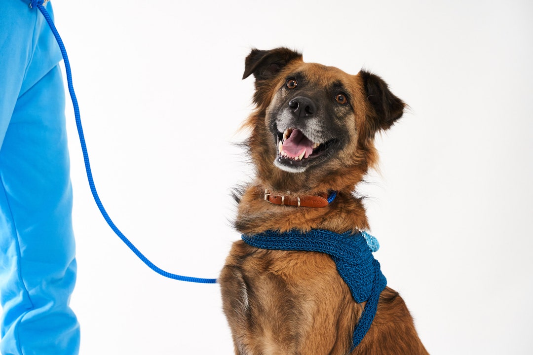 Blue Handmade Knitted Dog Harness - Etsy