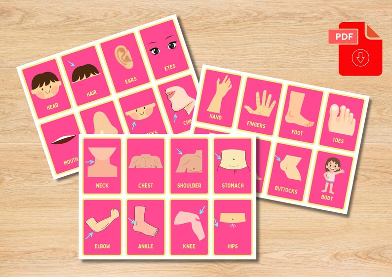 Printable Body Parts Flashcards 24 Educational Human Anatomy Cards for ...