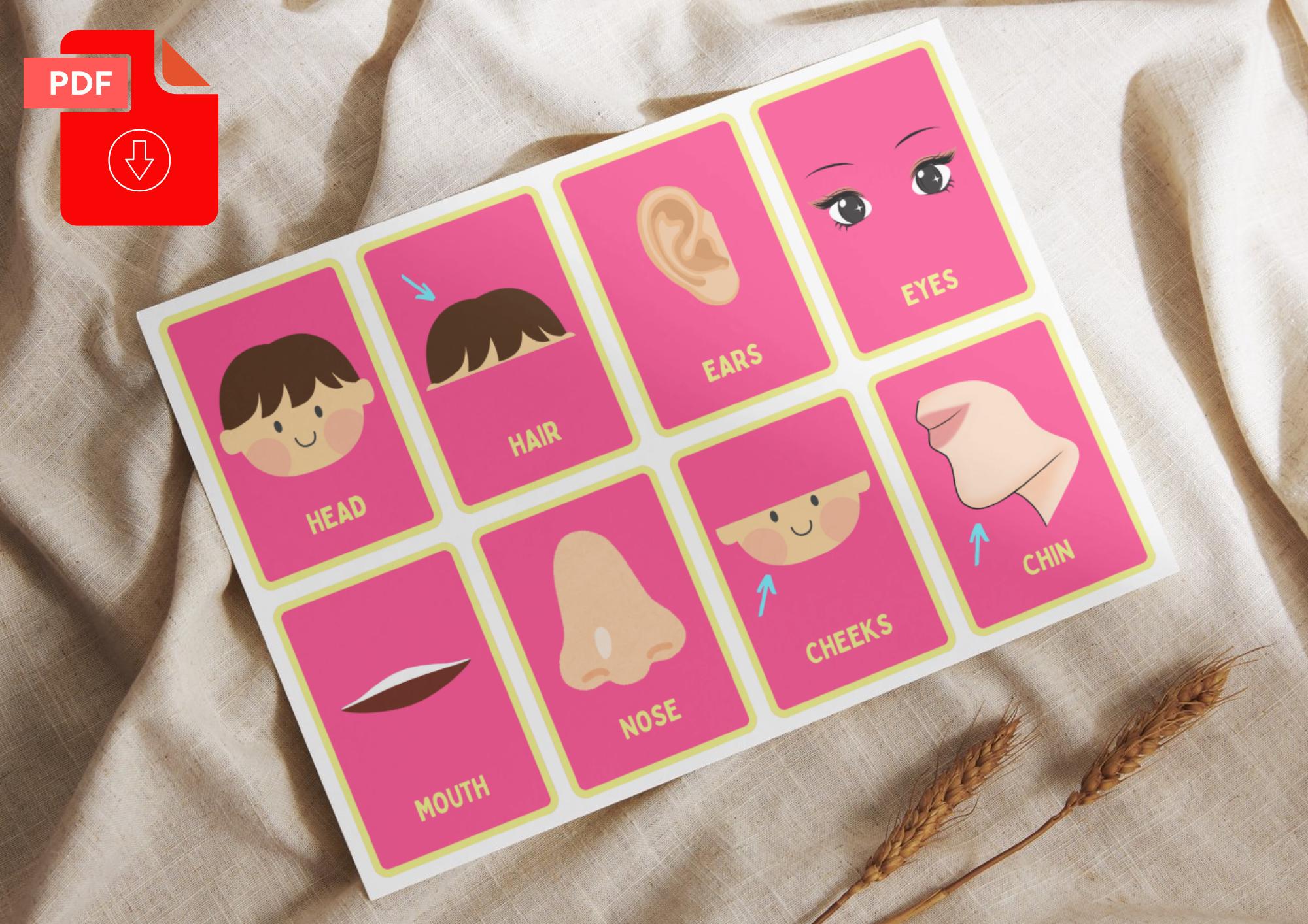 Printable Body Parts Flashcards 24 Educational Human Anatomy Cards for ...