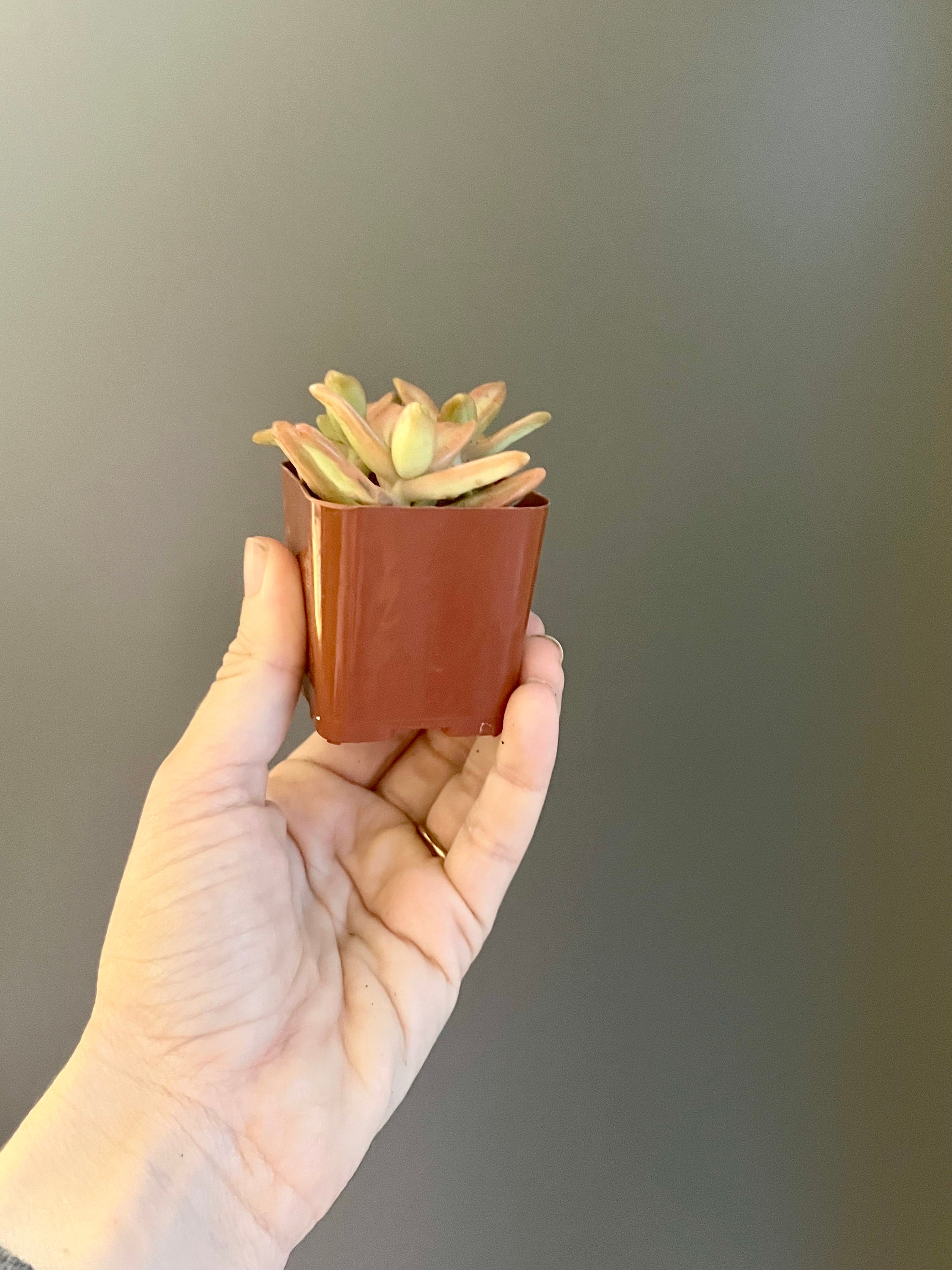 Coppertone Stonecrop Sedum Nussbaumerianum Sedum Orange 2 Pot - Etsy