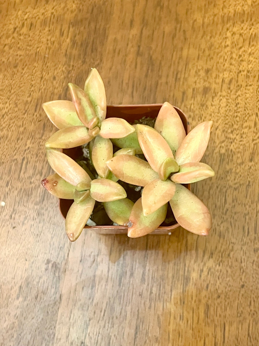 Coppertone Stonecrop | Sedum Nussbaumerianum | Sedum Orange | 2” Pot - Etsy