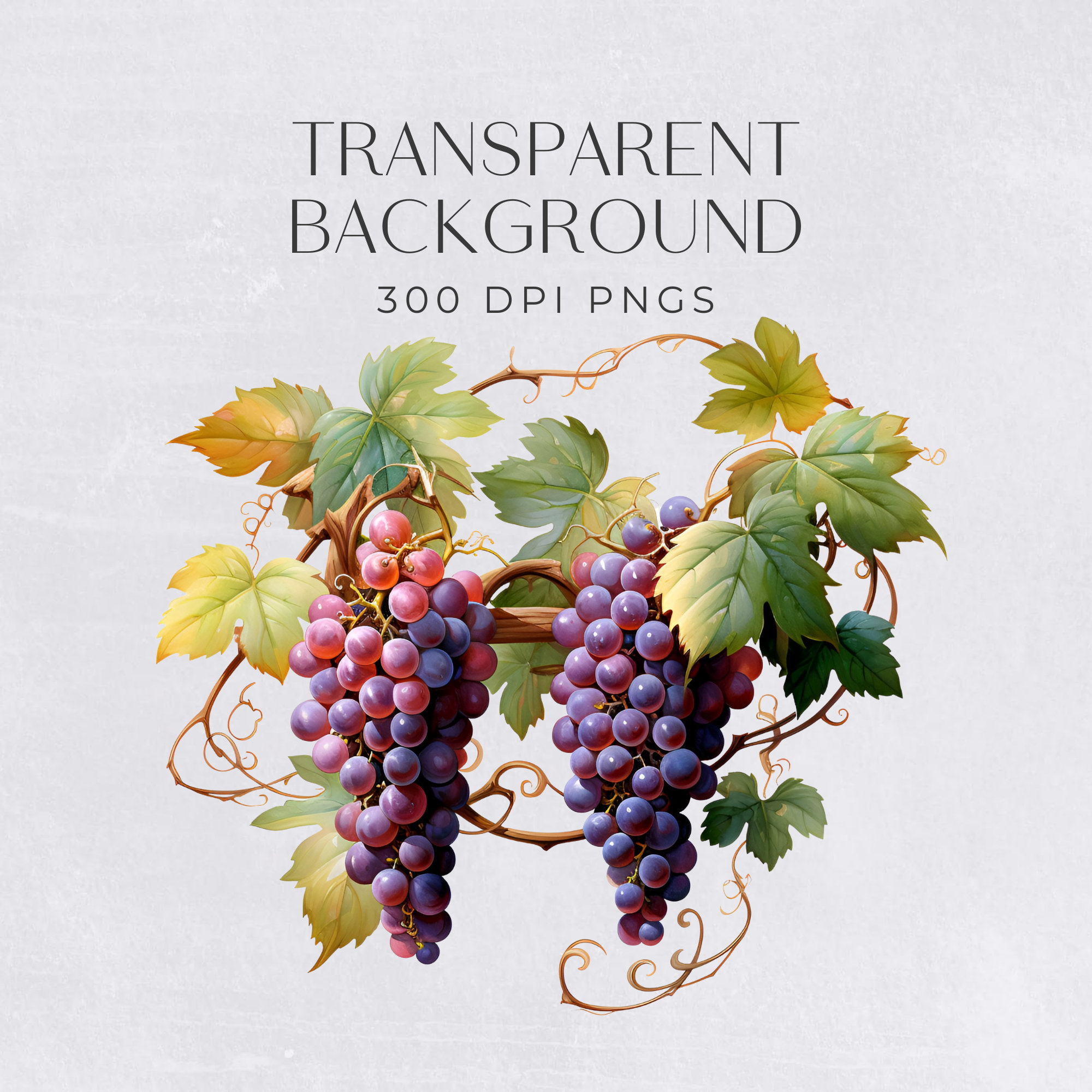 Grapevine Clipart, Vine Graphics, Purple and Green Grapes Clip Art, Ivy ...
