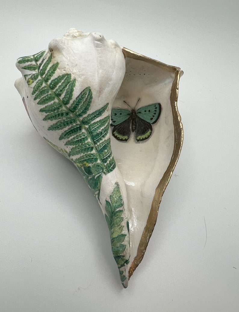 Botanical Butterfly Decoupage Whelk Conch Shell - Etsy