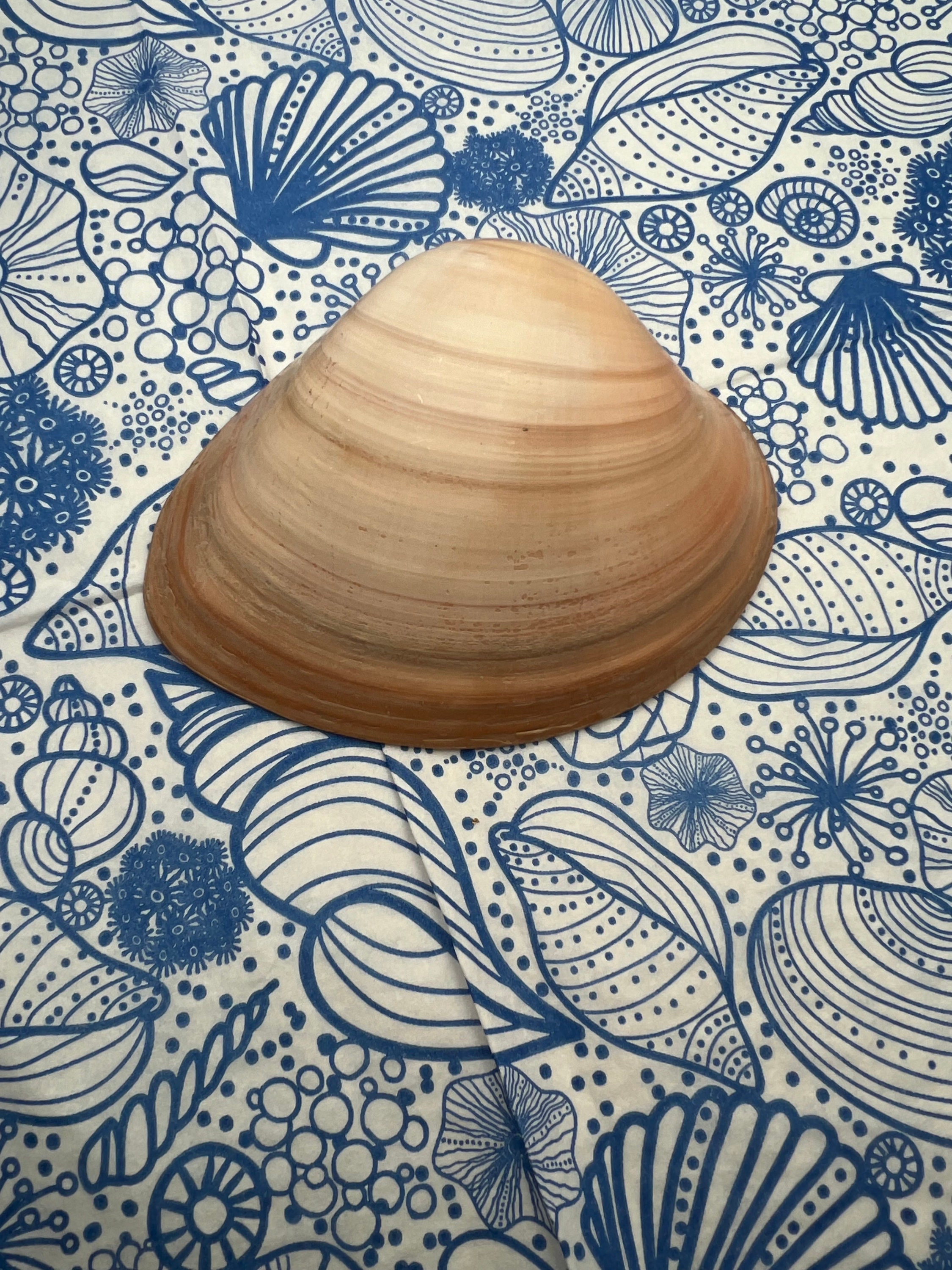 Blue Butterfly Decoupage Shell - Etsy