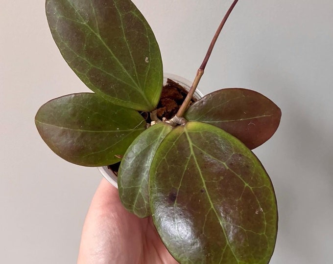 Hoya Mike's Ruby - Rooted Plant - Etsy