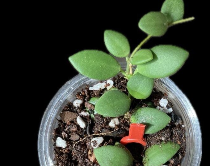 Hoya Mini Pixie - Choose Your Rooted Hoya! - Etsy