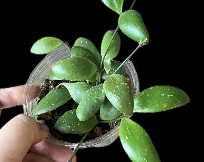 Hoya Brevialata - Rooted Starter - Etsy
