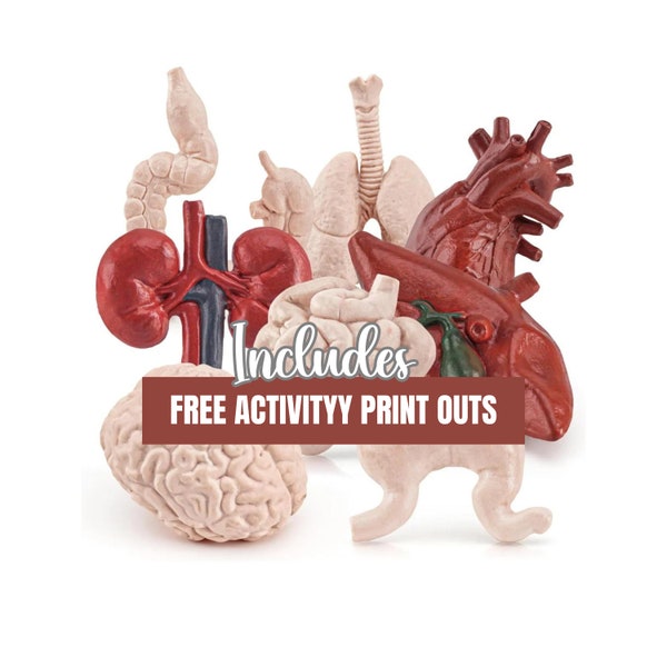 Human Body Puzzle - Etsy