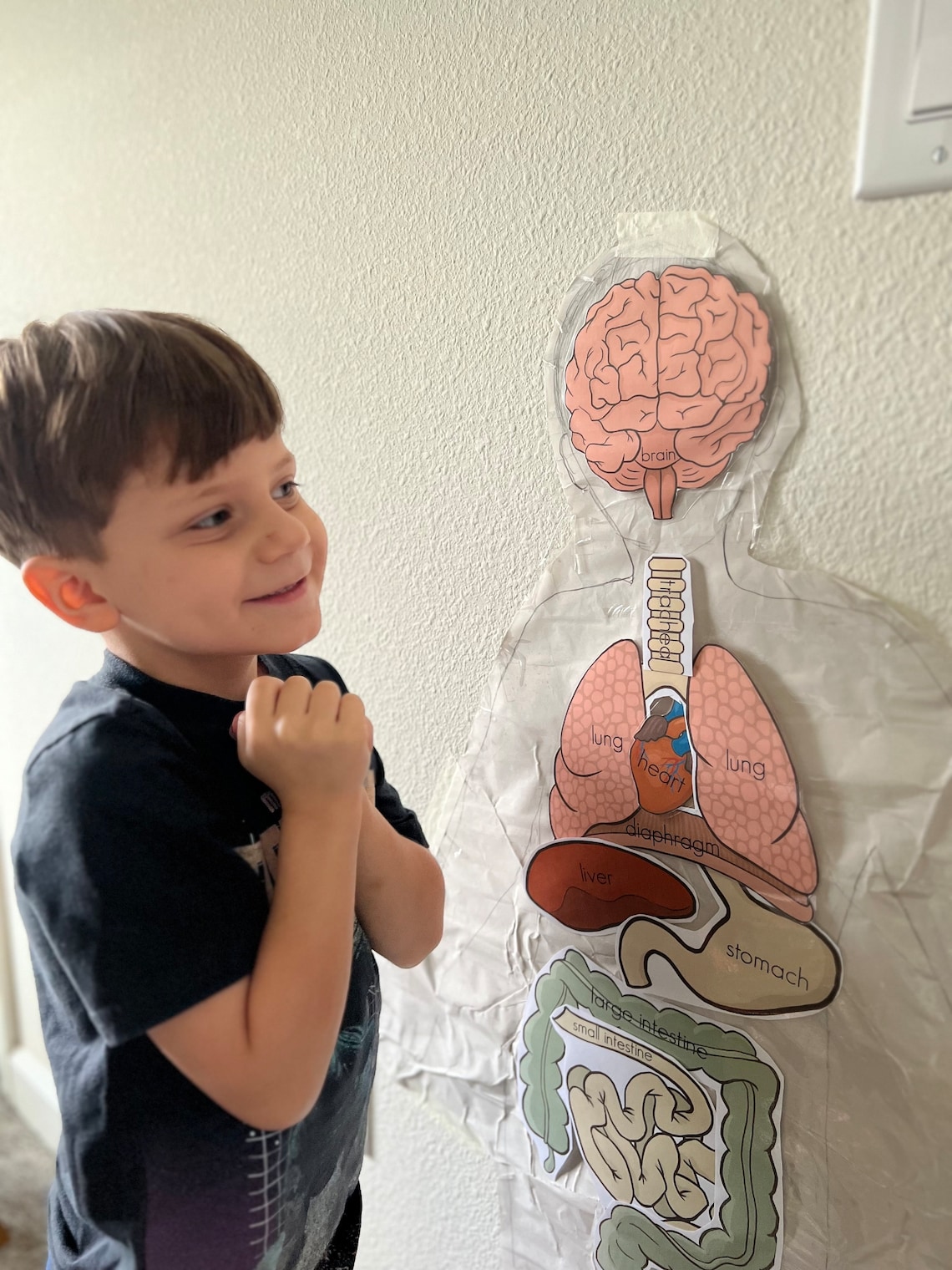 Montessori Human Body Anatomy for Kids 3D Puzzle Organs Toys Ages 3 ...