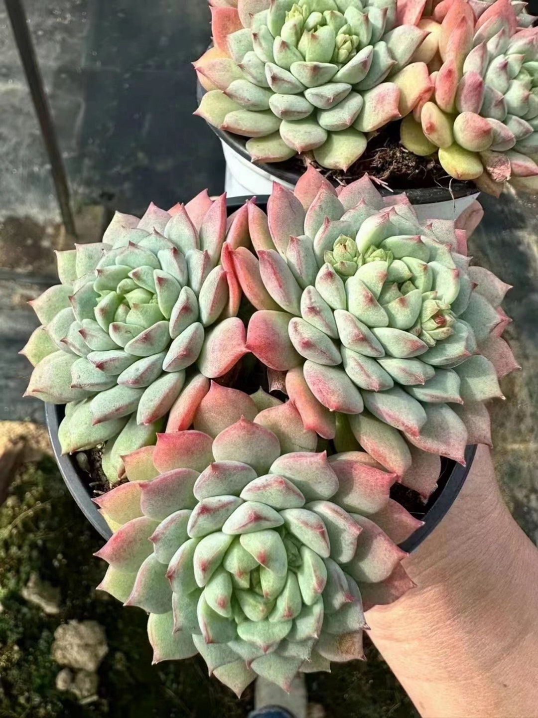 Echeveria Panda Face,live Succulent Plants,import Succulent,succulent Gift - Etsy