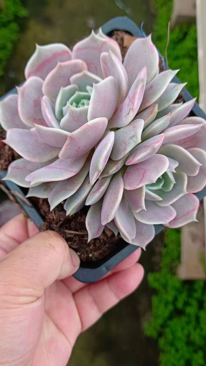 Echeveria 'lola',live Succulent Plants,import Succulent,succulent Gift - Etsy