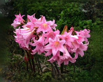 5 Magic Lily Bulbs, Japanese Spider Lilies, Surprise Lilies, Naked Lady ...